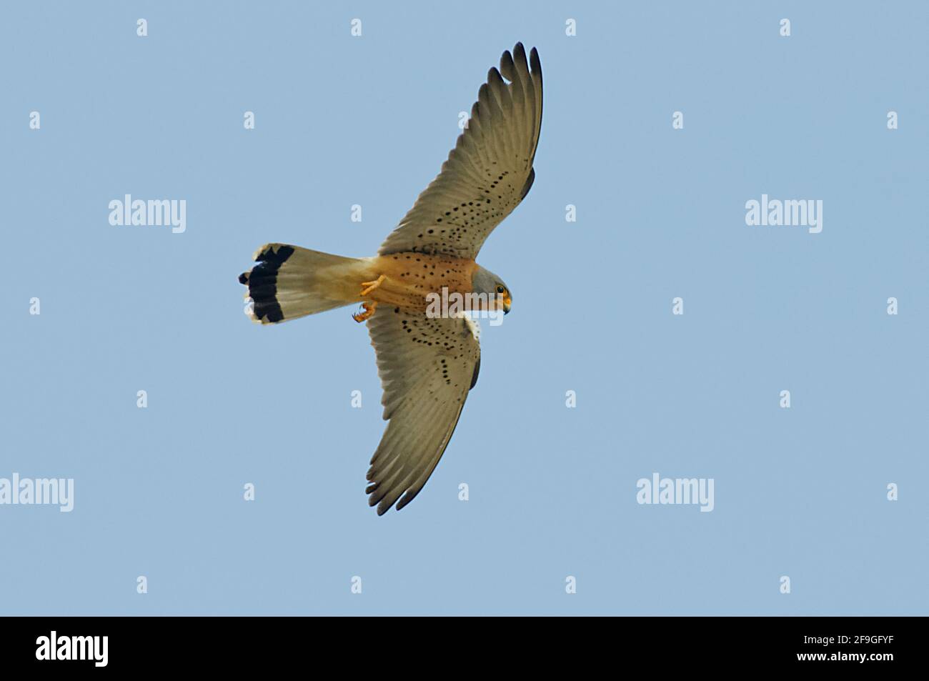 Male Lesser Kestrel (Falco naumanni Stock Photo - Alamy