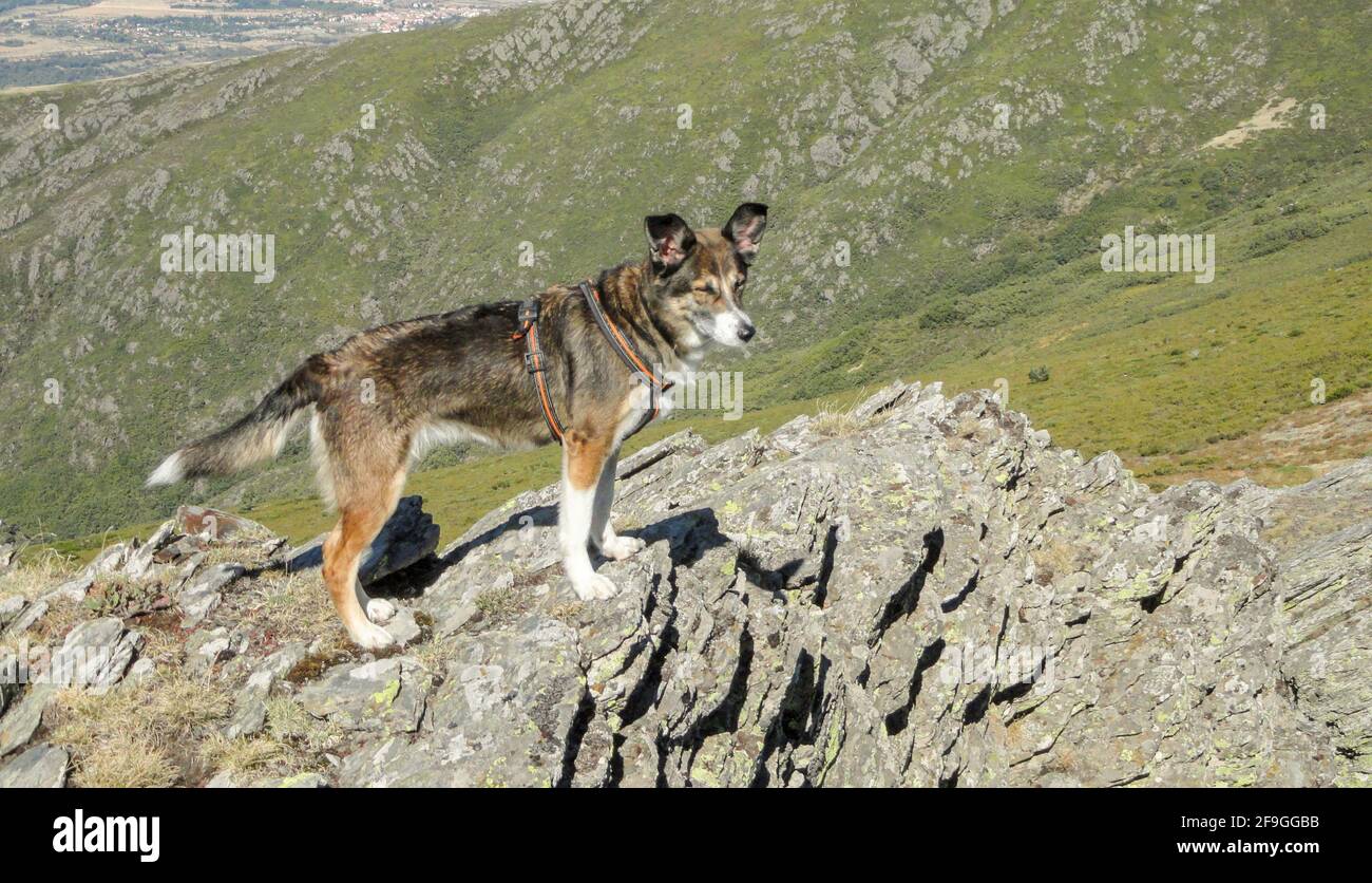 Norwegian lundehund hi-res stock photography and images - Alamy