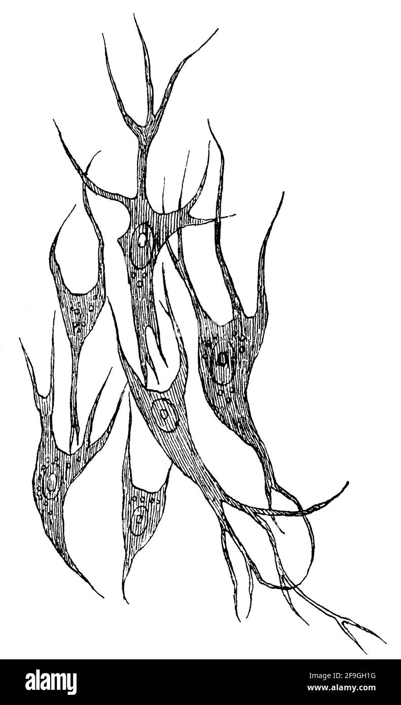 Nerve ganglia (cells). Illustration of the 19th century. Germany. White ...