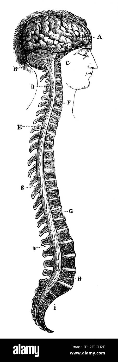 Vertical section of the skull and the spine. Illustration of the 19th ...