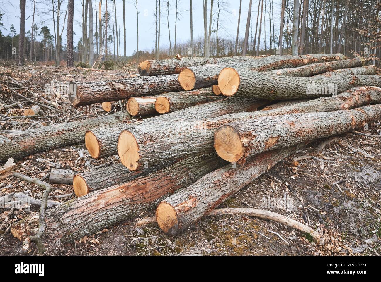 Deforestation of pine forest hi-res stock photography and images - Alamy