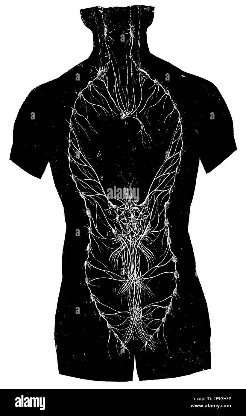 Front view of the lymphatic nerve. Illustration of the 19th century ...