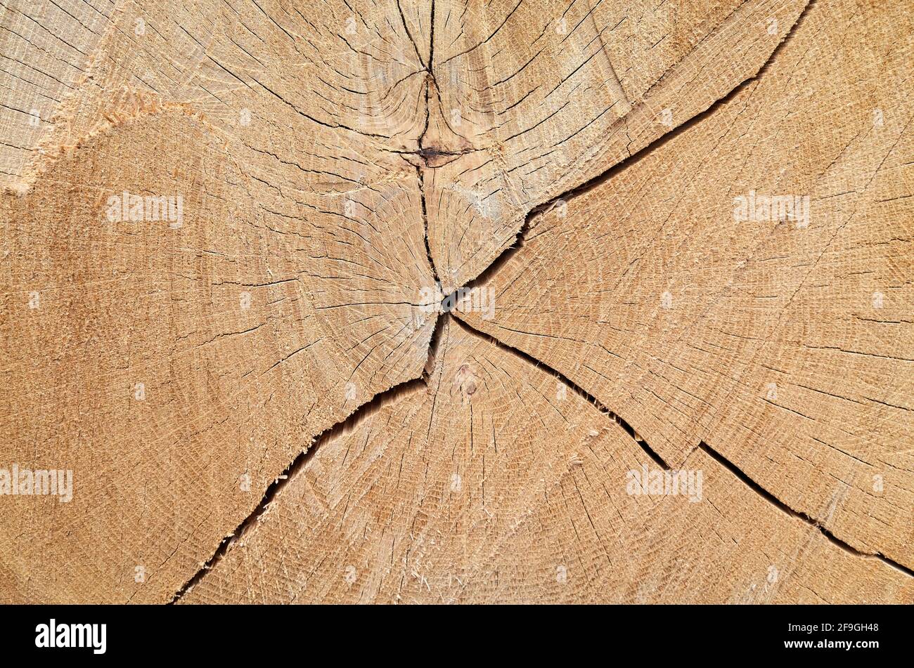 Close up picture of a cracked pine tree log section, abstract nature ...