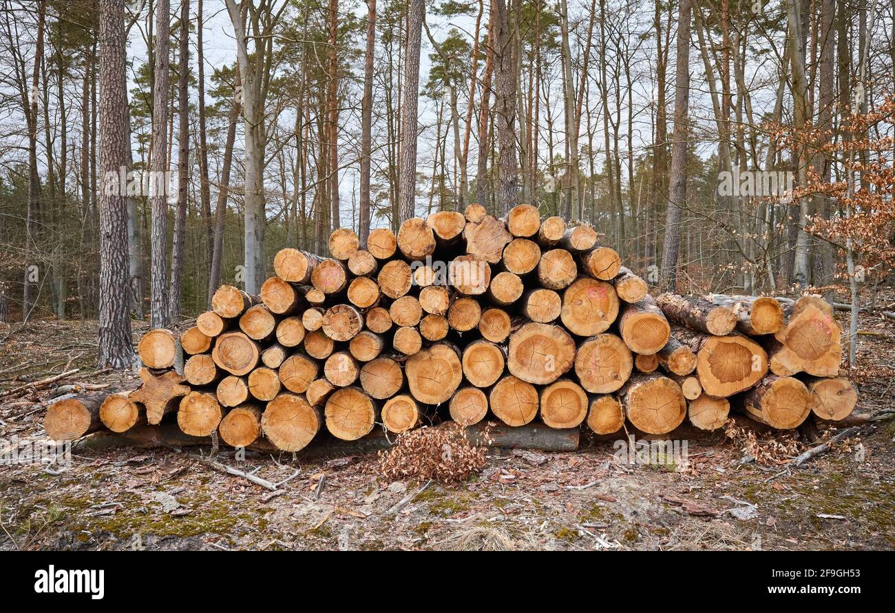 Deforestation of pine forest hi-res stock photography and images - Alamy