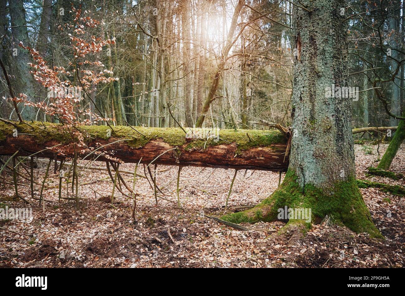 Picture of an old woods with fallen tree Stock Photo - Alamy