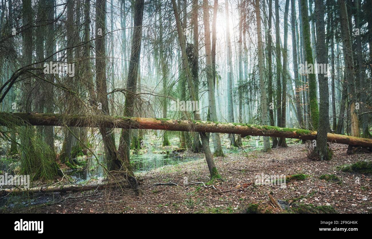 Picture of an old mysterious woods with fallen tree Stock Photo - Alamy