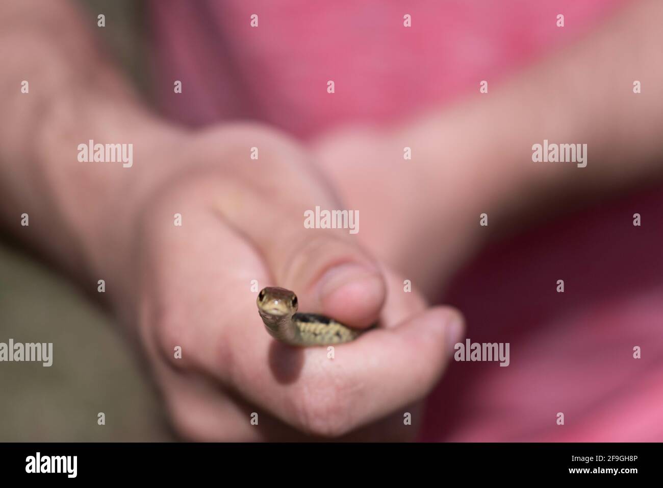 Hands hold snake hi-res stock photography and images - Alamy