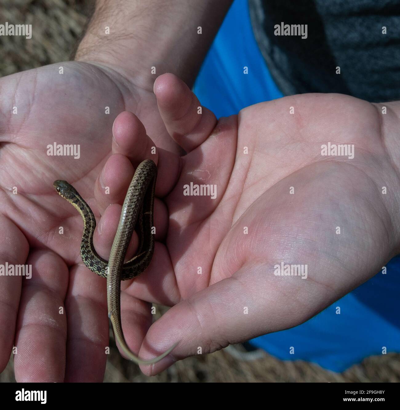 A pair of male hands holding a cute small snake Stock Photo - Alamy