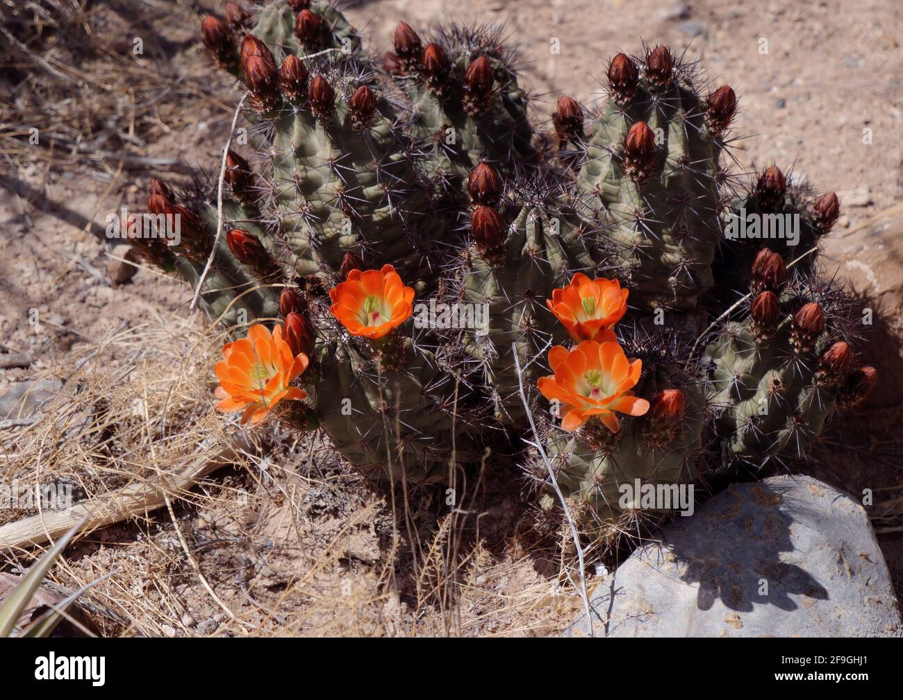 Texas native cactus hi-res stock photography and images - Alamy