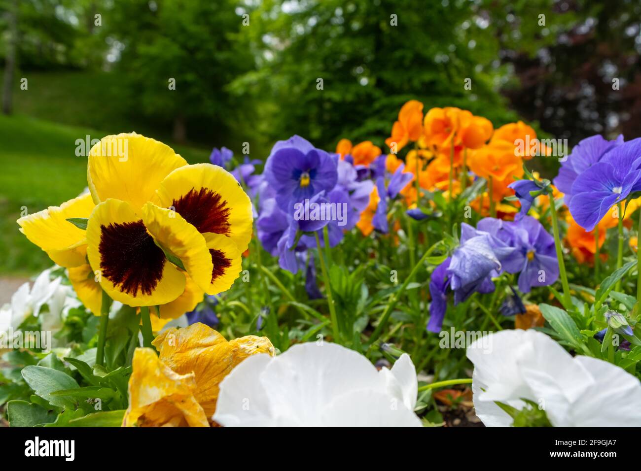 Three pansy flowers hi-res stock photography and images - Alamy