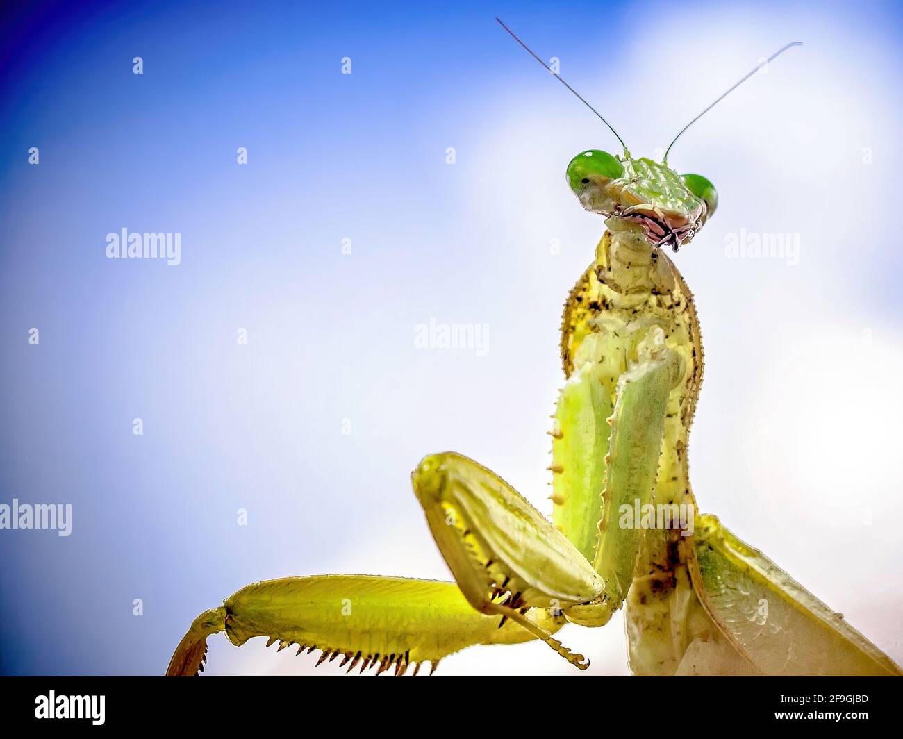 Praying Manits Sphodromantis viridis is a species of praying mantis ...