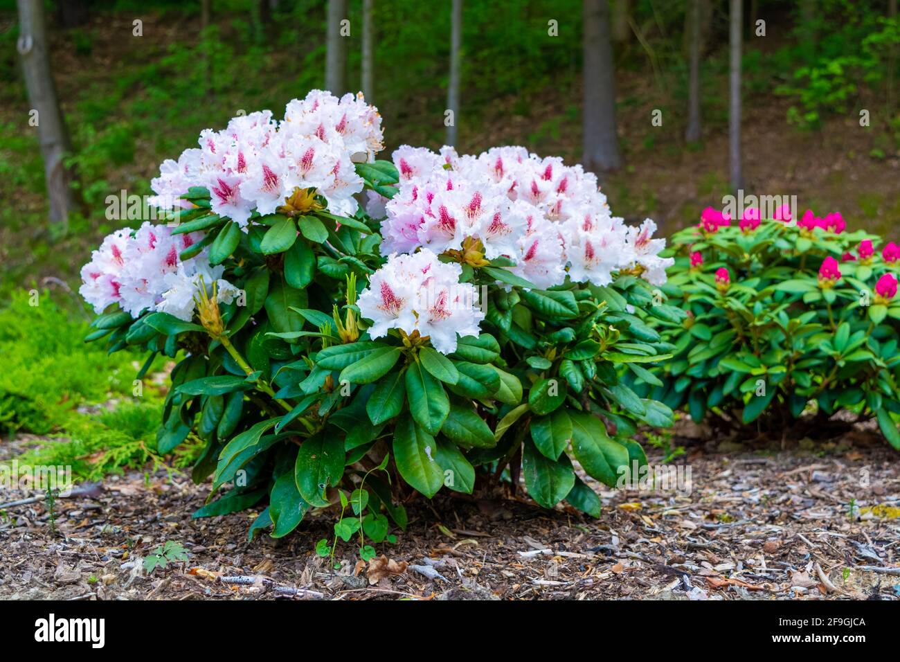 A bush of hybrid Rhododendron flowers blooming in the park Stock Photo ...