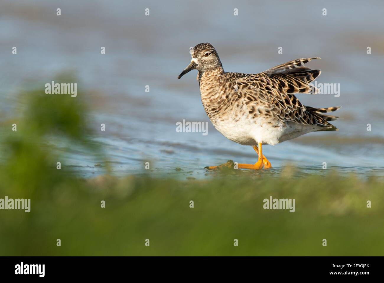 Common ruff hi-res stock photography and images - Alamy