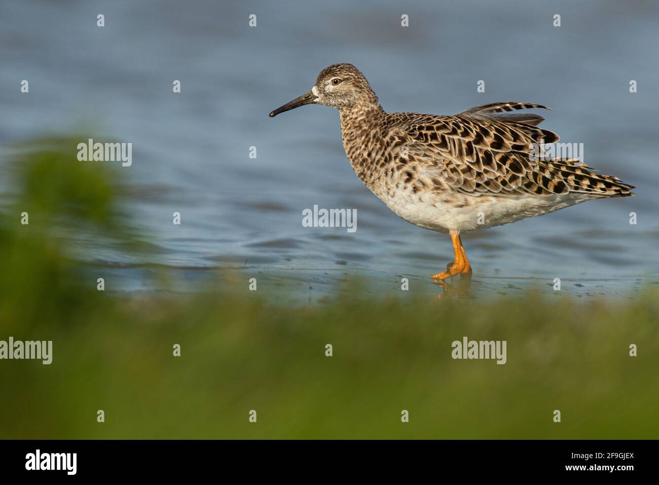 Common ruff hi-res stock photography and images - Alamy