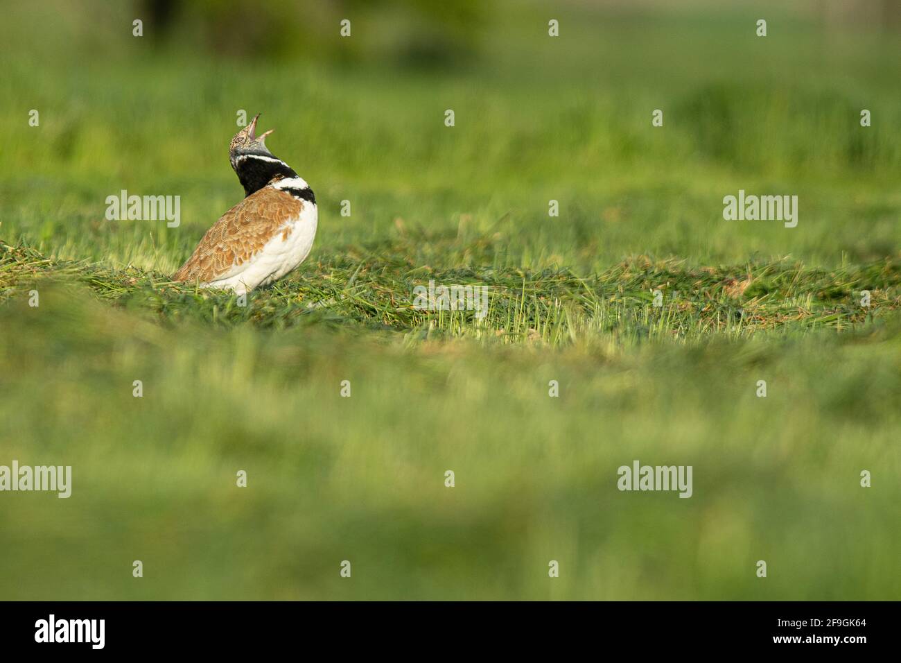 Little brown bustard hi-res stock photography and images - Alamy