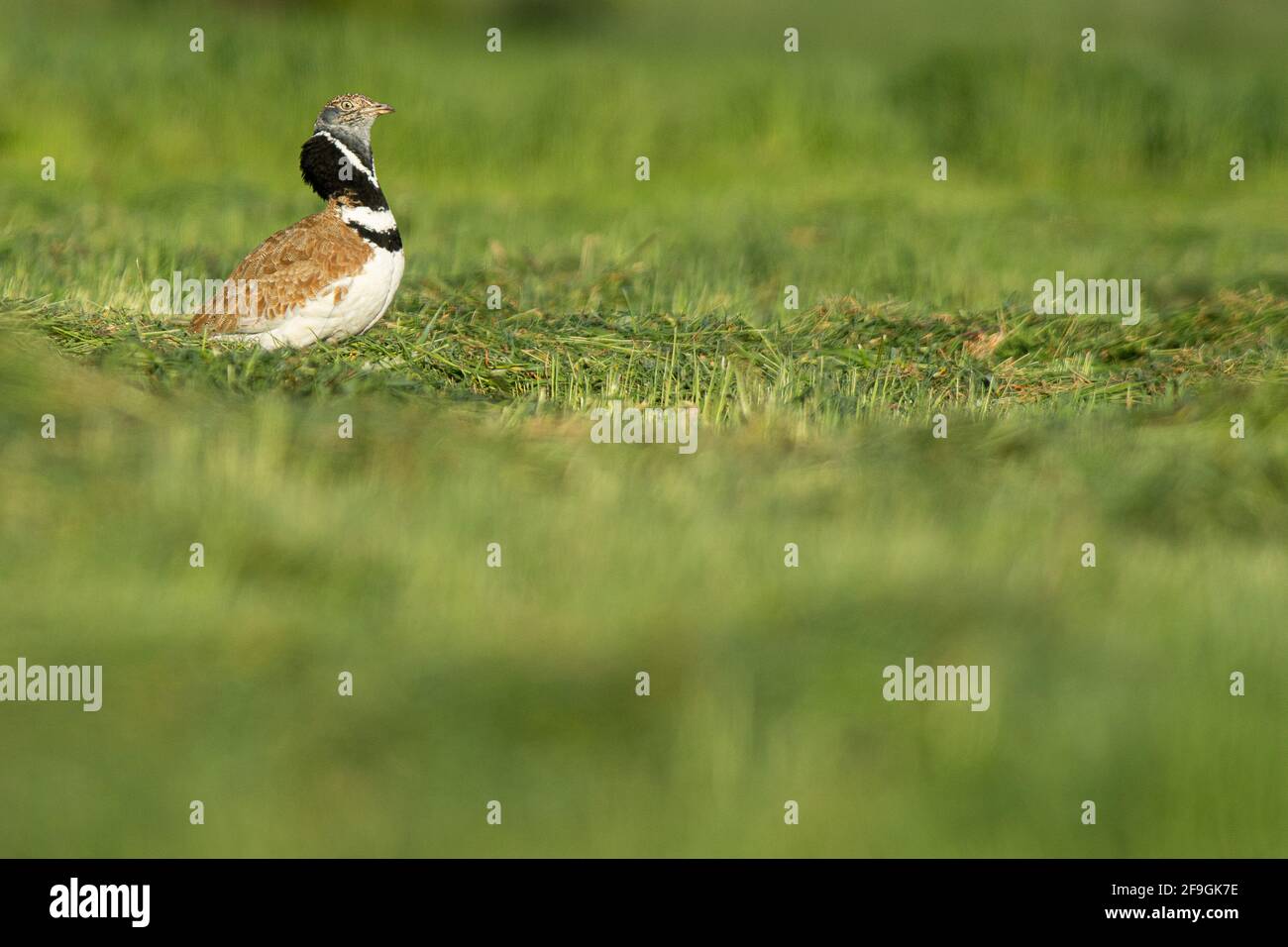 Little brown bustard hi-res stock photography and images - Alamy