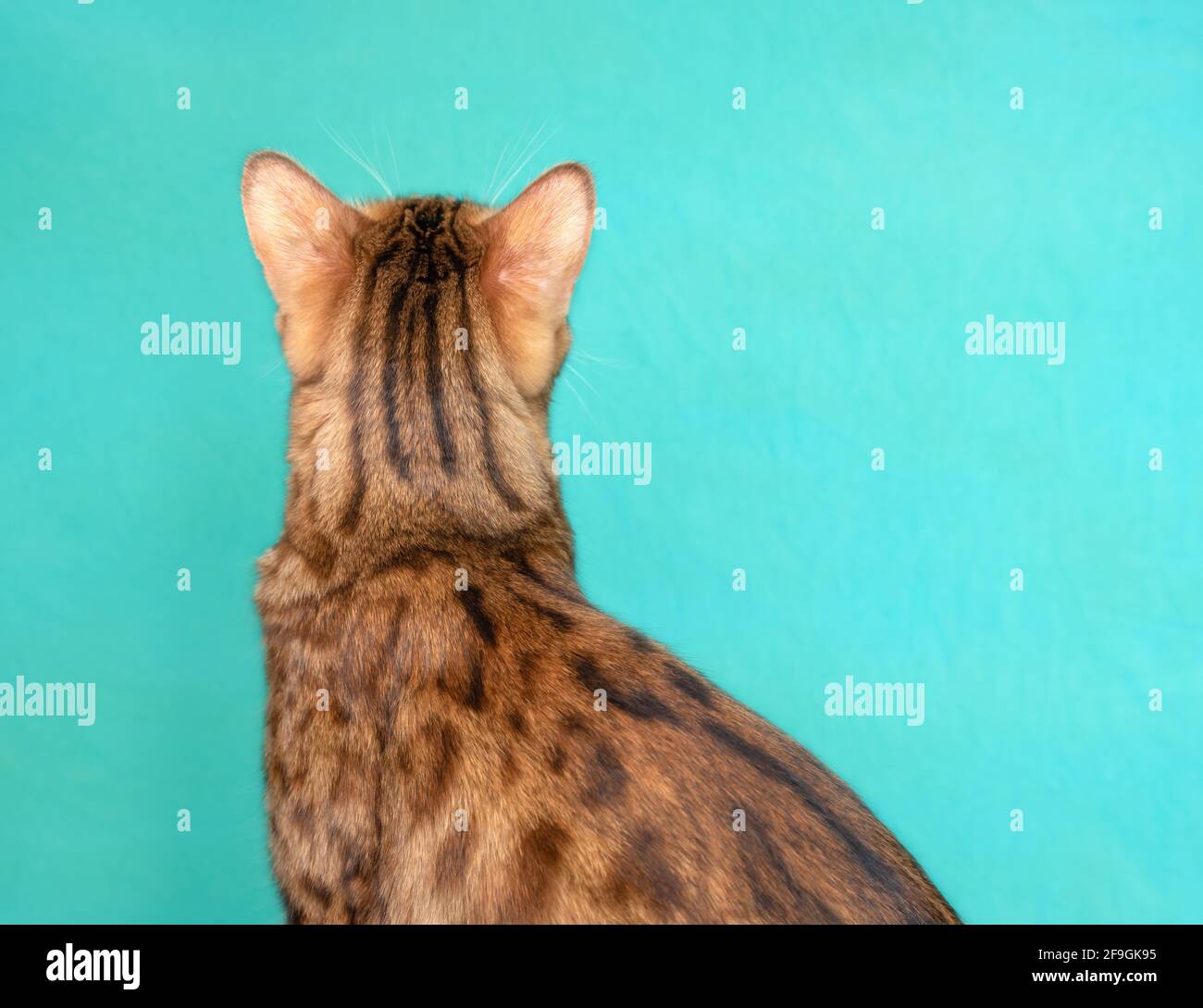 Cat head rear view hi-res stock photography and images - Alamy