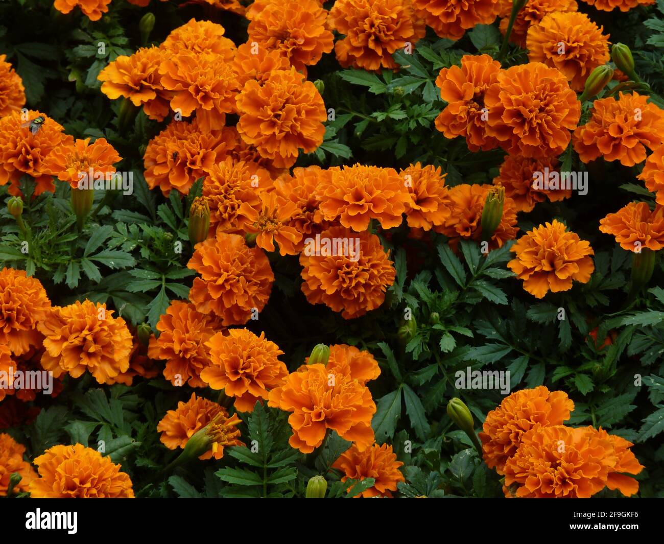 A beautiful orange marigold flowers in the garden Stock Photo - Alamy