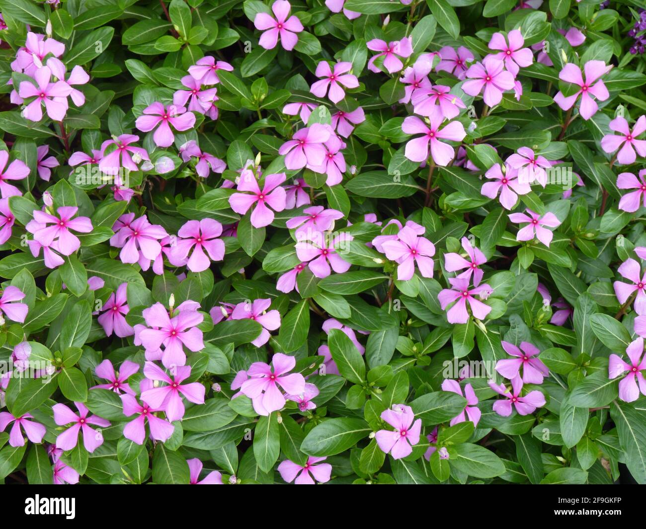 A beautiful pink Catharanthus roseus flowers in the garden Stock Photo ...