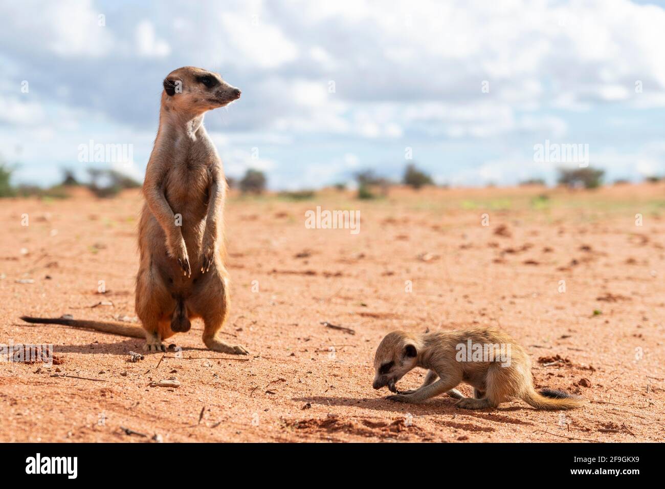 Meerkats (Suricata suricatta), adult and young Bagatelle Game Ranch ...