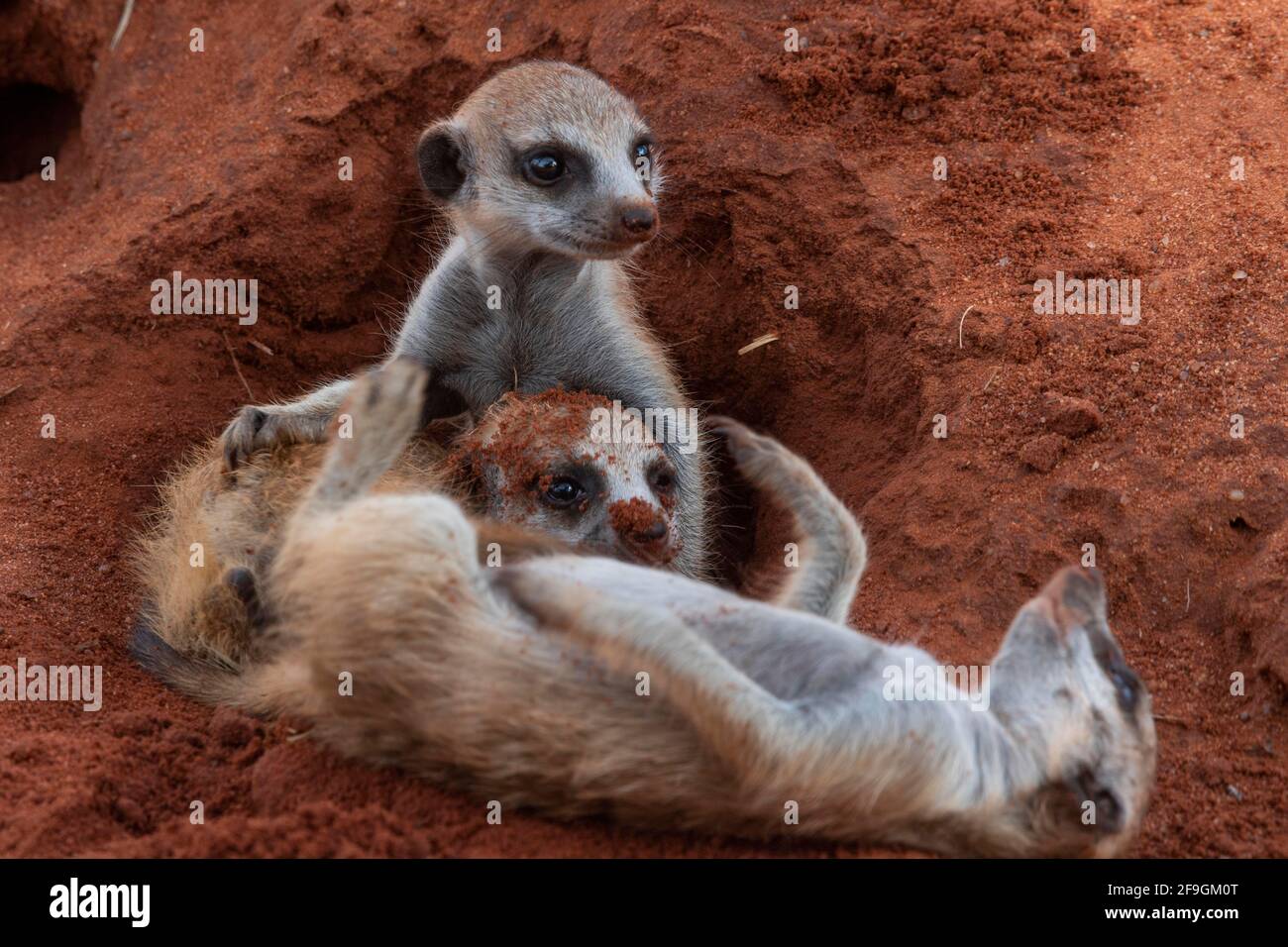 Meerkat cave hi-res stock photography and images - Alamy