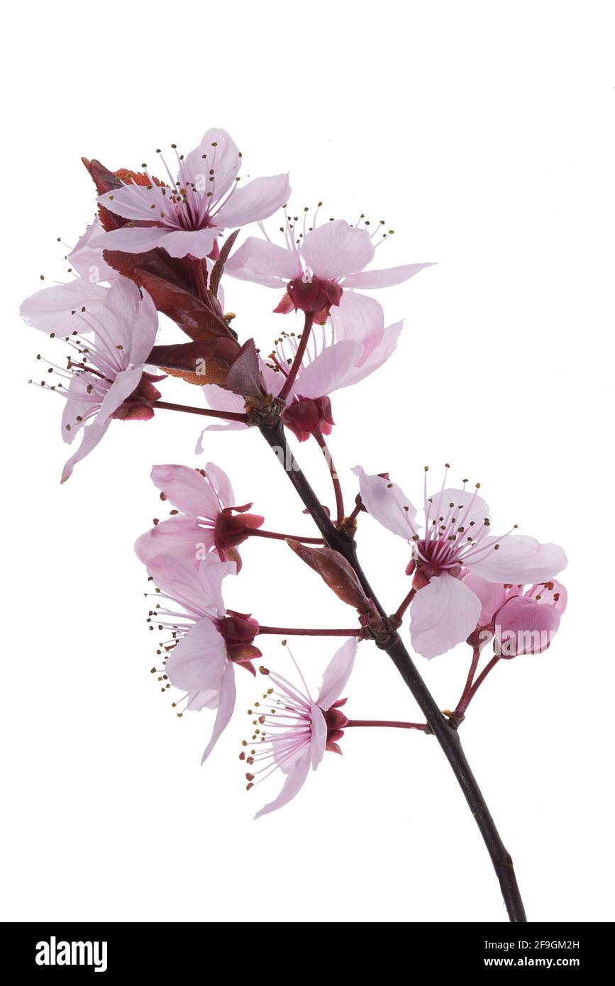 Prunus cerasifera nigra blossom Cut Out Stock Images & Pictures - Alamy