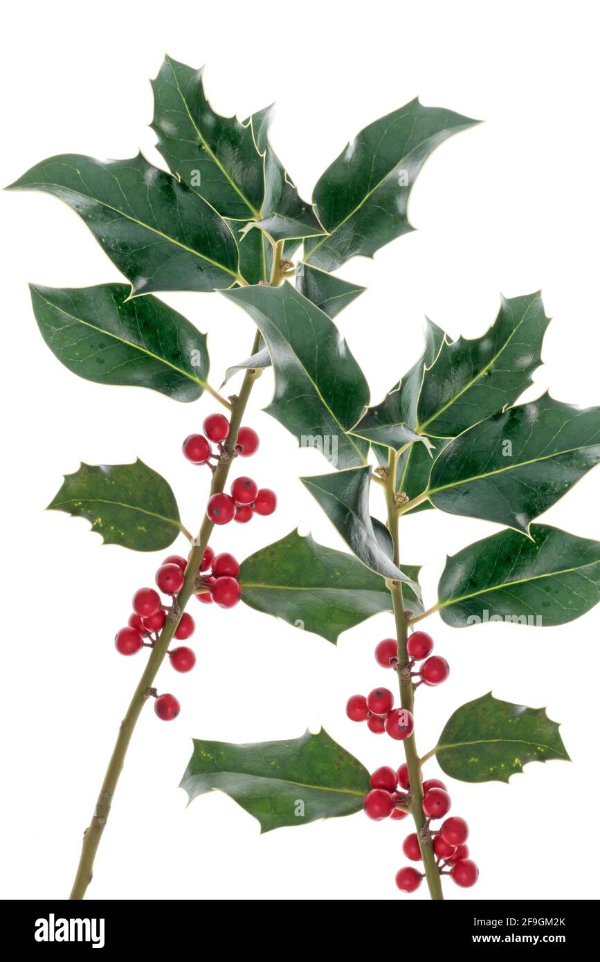 Branches of a holly (Ilex) on white background, Germany Stock Photo - Alamy