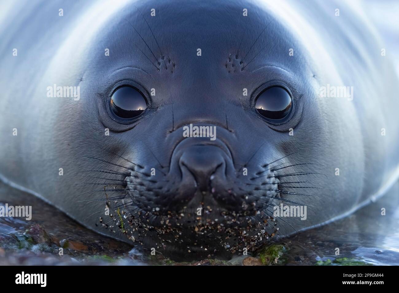 Suedlicher See-Elefant (Mirounga leonina), Portraet Antartic Stock ...