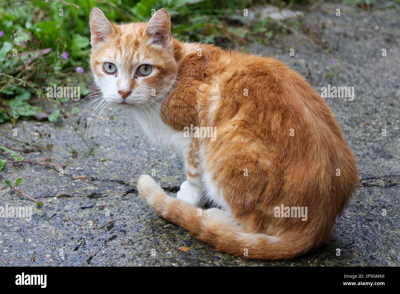 a white-amber cat looking into the camera Stock Photo - Alamy