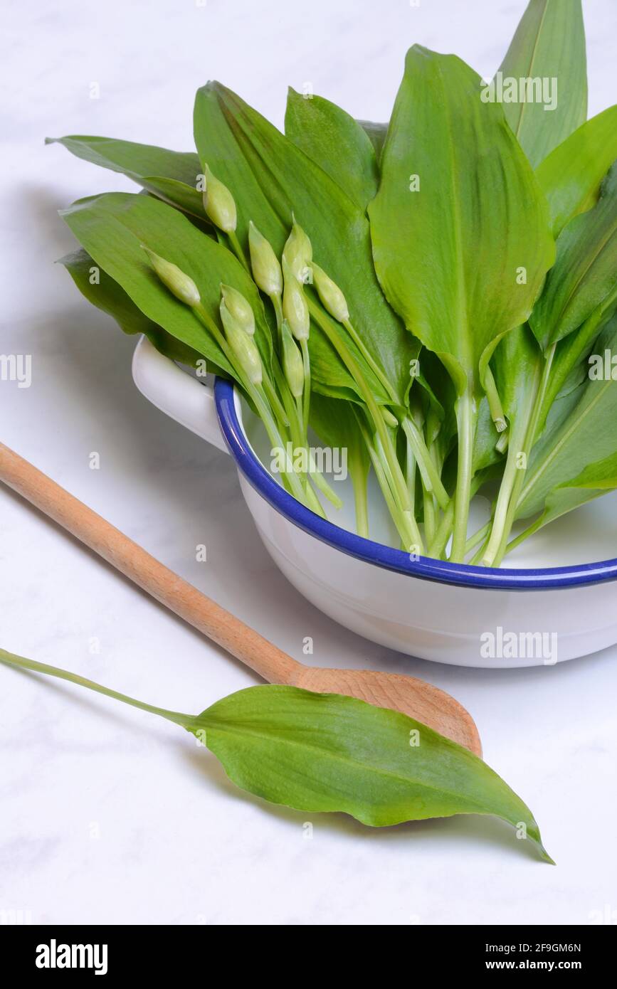 Wild garlic, wild garlic leaves and buds in peel and cooking spoon ...