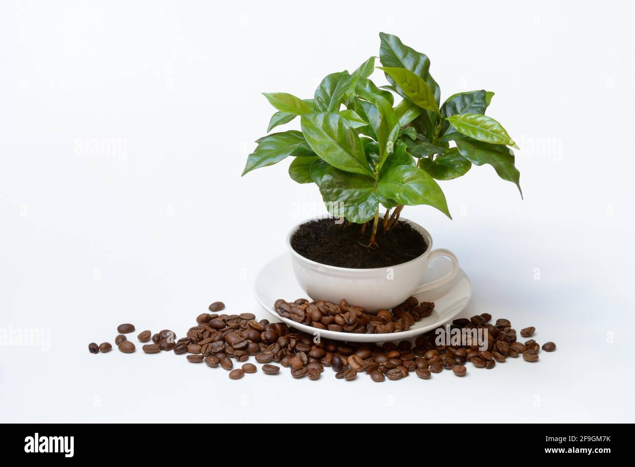 Coffee plant in cup and roasted coffee beans, Germany Stock Photo - Alamy