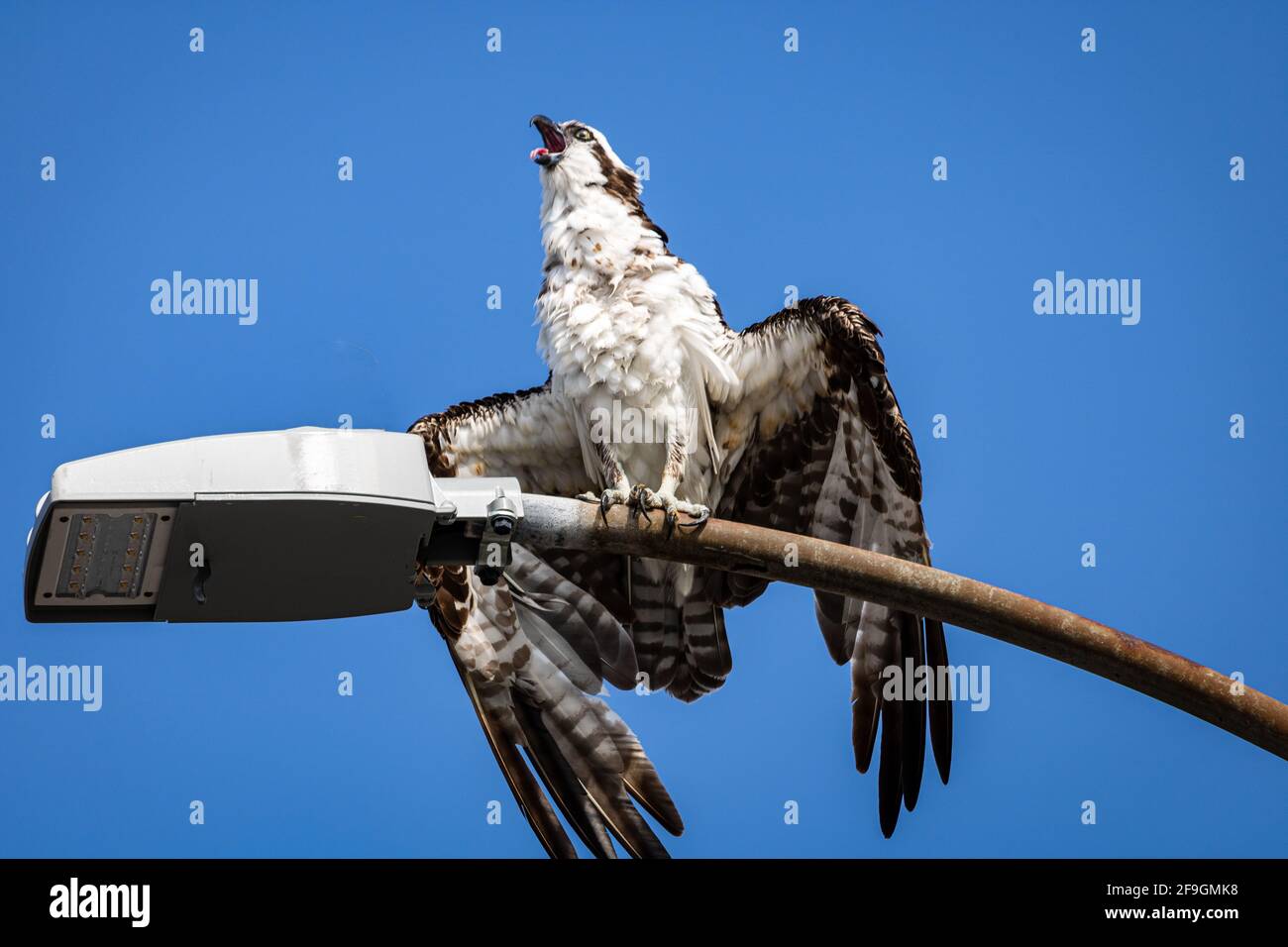 Closeup shot osprey bird hi-res stock photography and images - Alamy