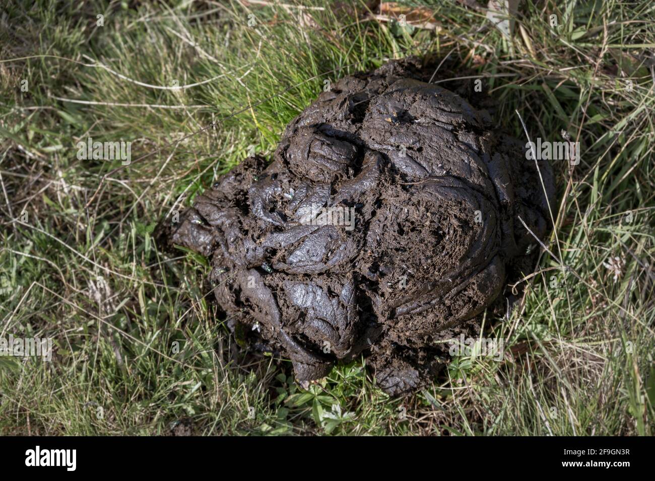 Cow patties hi-res stock photography and images - Alamy