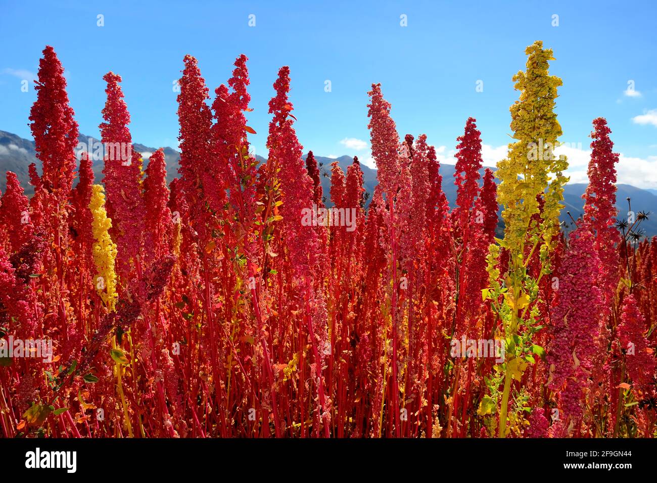 Panicles of ripe quinoa (Chenopodium quinoa), Andahuaylas Province ...