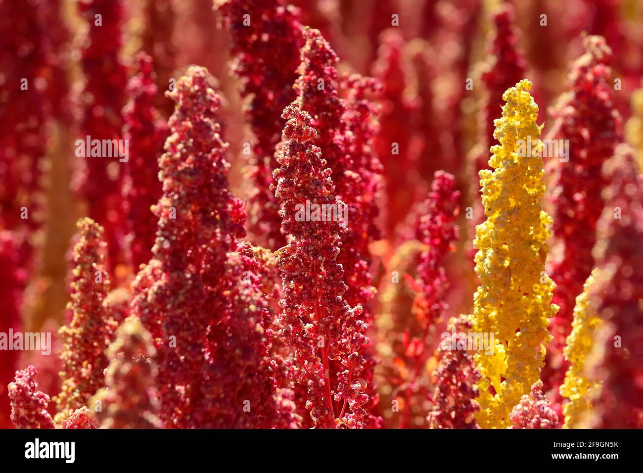 Panicles of ripe quinoa (Chenopodium quinoa), Andahuaylas Province ...