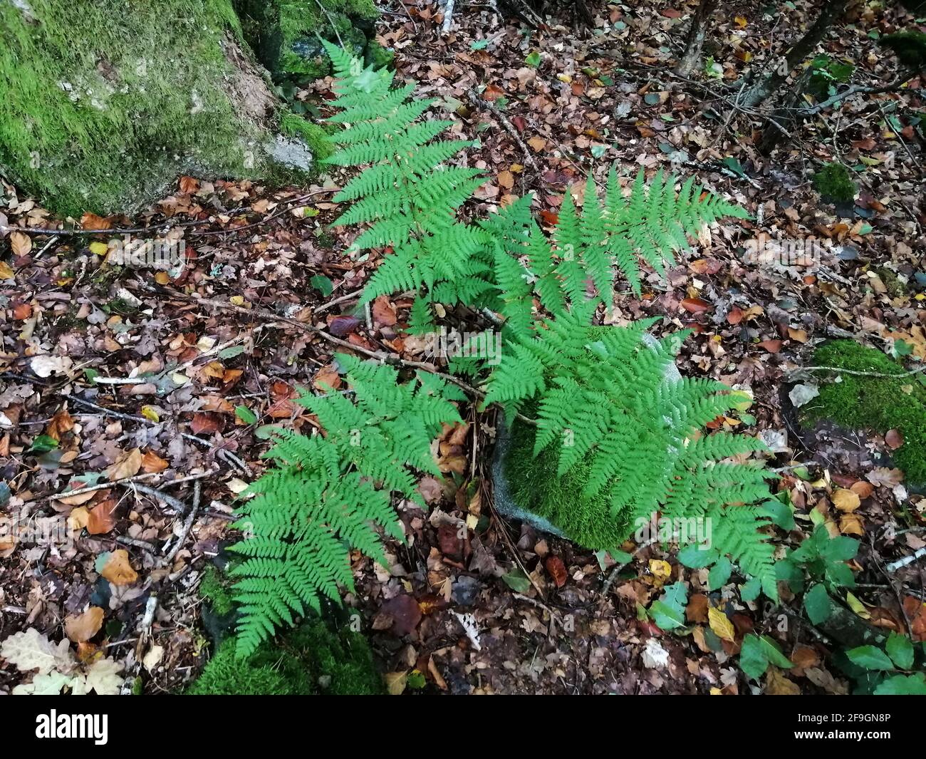A high angle shot of fern leaves in a forest at daylight Stock Photo ...