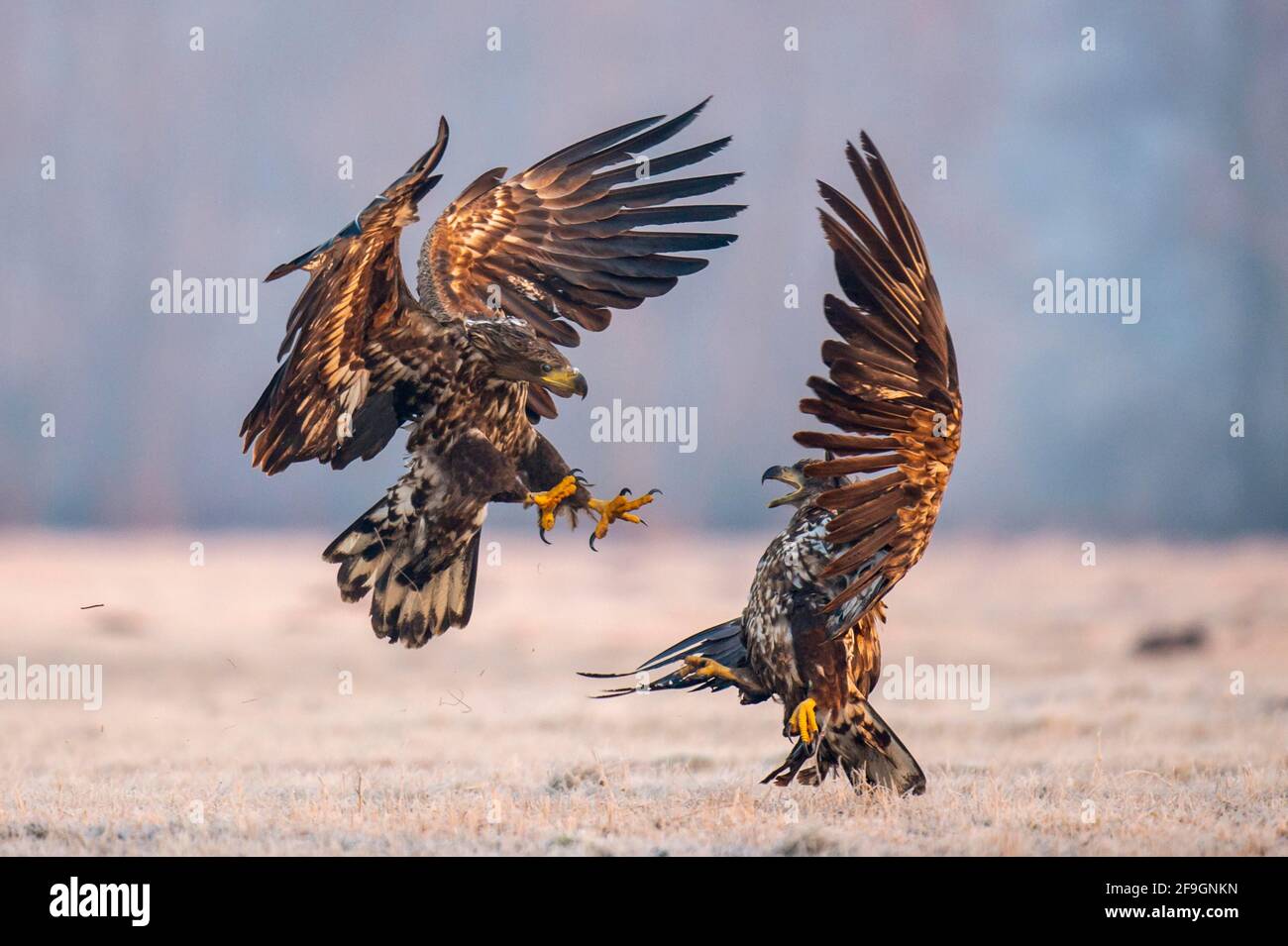 Two young white tailed eagles hi-res stock photography and images - Alamy