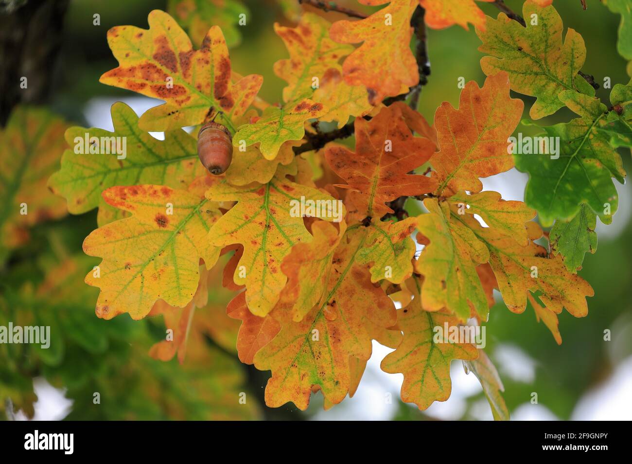 Oak (Quercus), acorn nut, in autumn colour, Upper Danube nature park ...