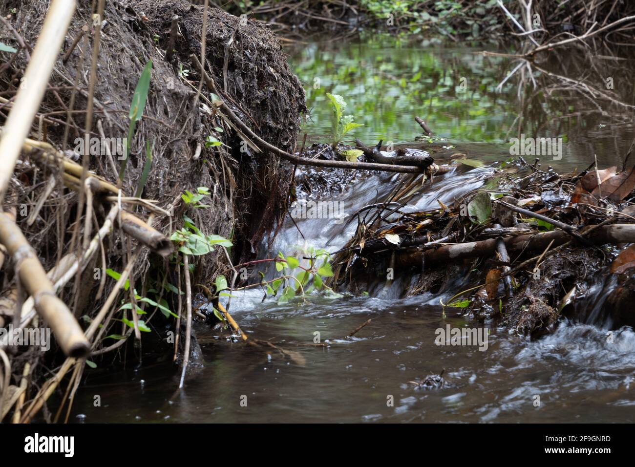 Small stream flowing in a forest with branches and plants Stock Photo ...