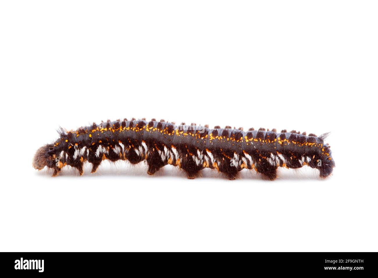 Drinker (Philudoria potatoria), caterpillar, drinker, lateral Stock ...
