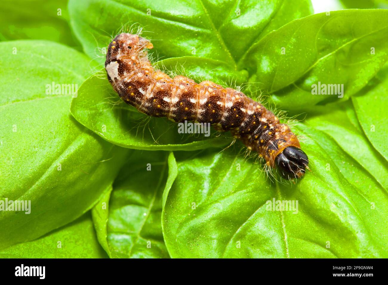 Poplar Grey Moth (Acronicta megacephala), caterpillar, Schleswig ...