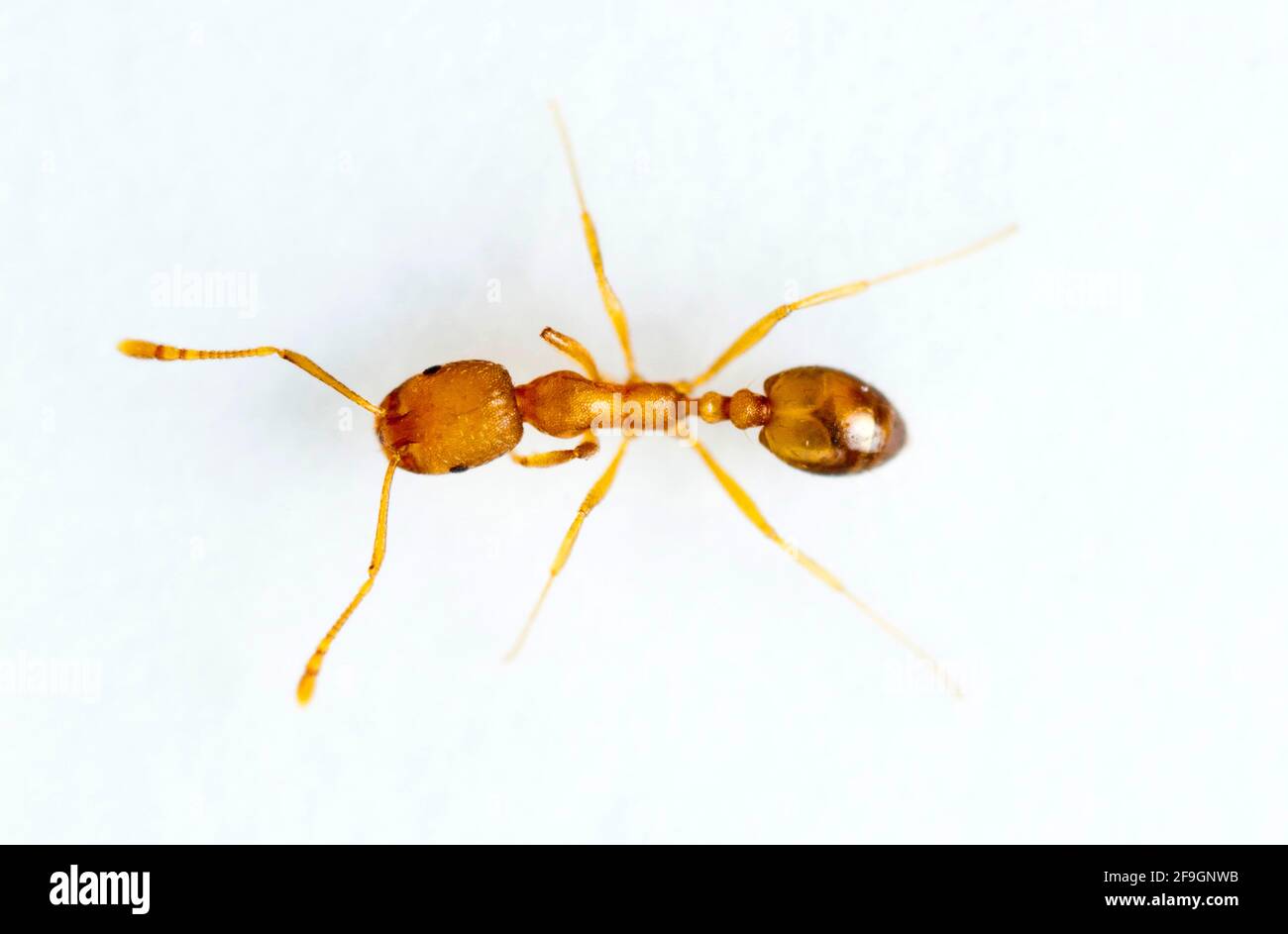 Pharaoh ant (Monomorium pharaonis), ant, ants Stock Photo - Alamy