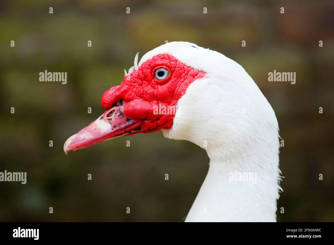 Domesticated Muscovy Duck, drake, lateral view Stock Photo - Alamy