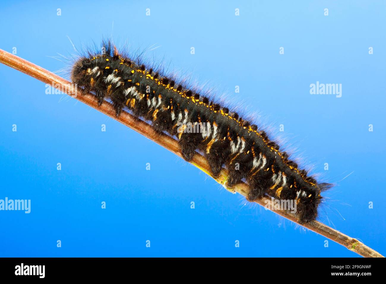 Drinker (Philudoria potatoria), drinker, lateral, caterpillar, Germany ...