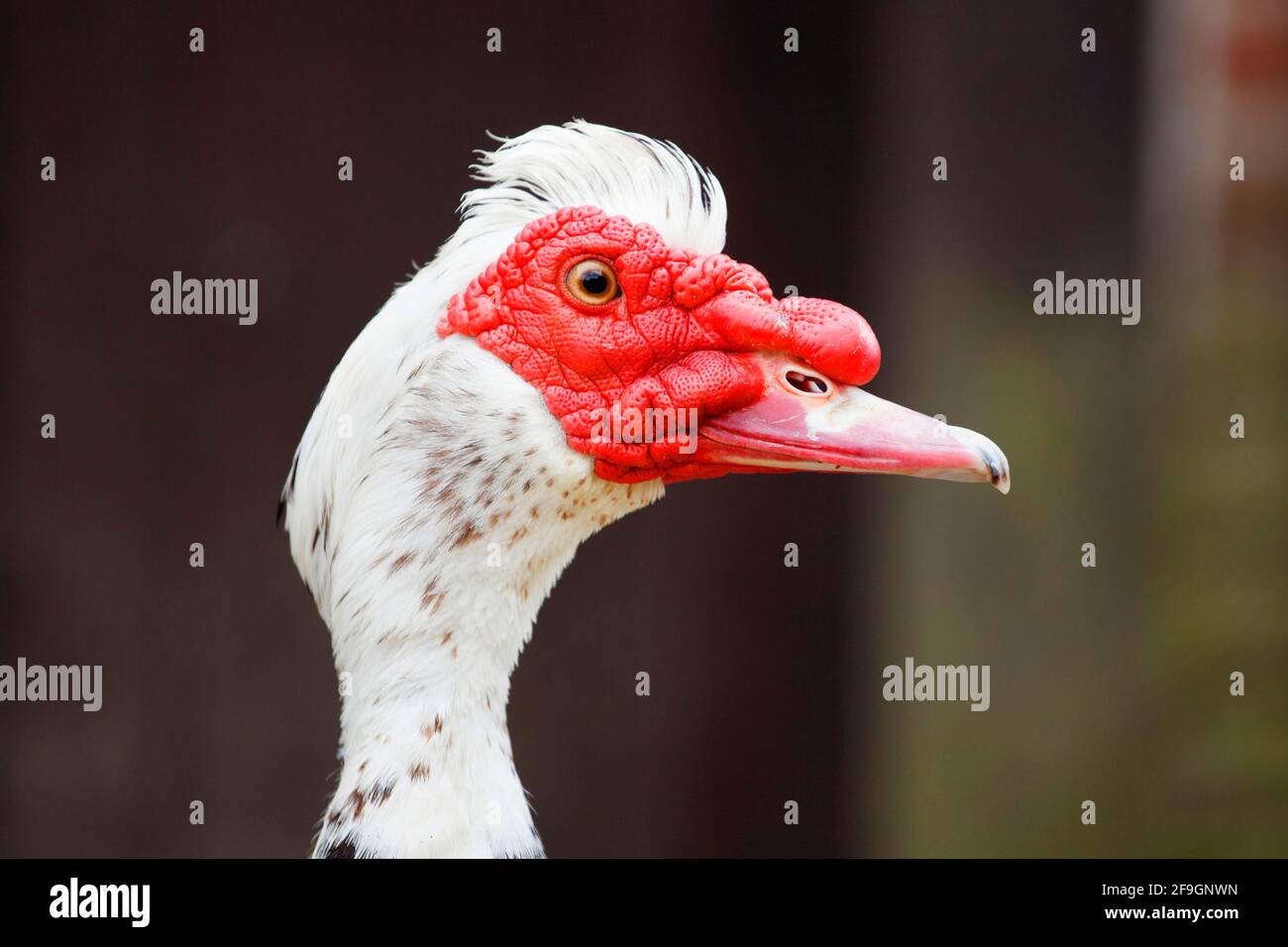 Adult male muscovy duck hi-res stock photography and images - Alamy