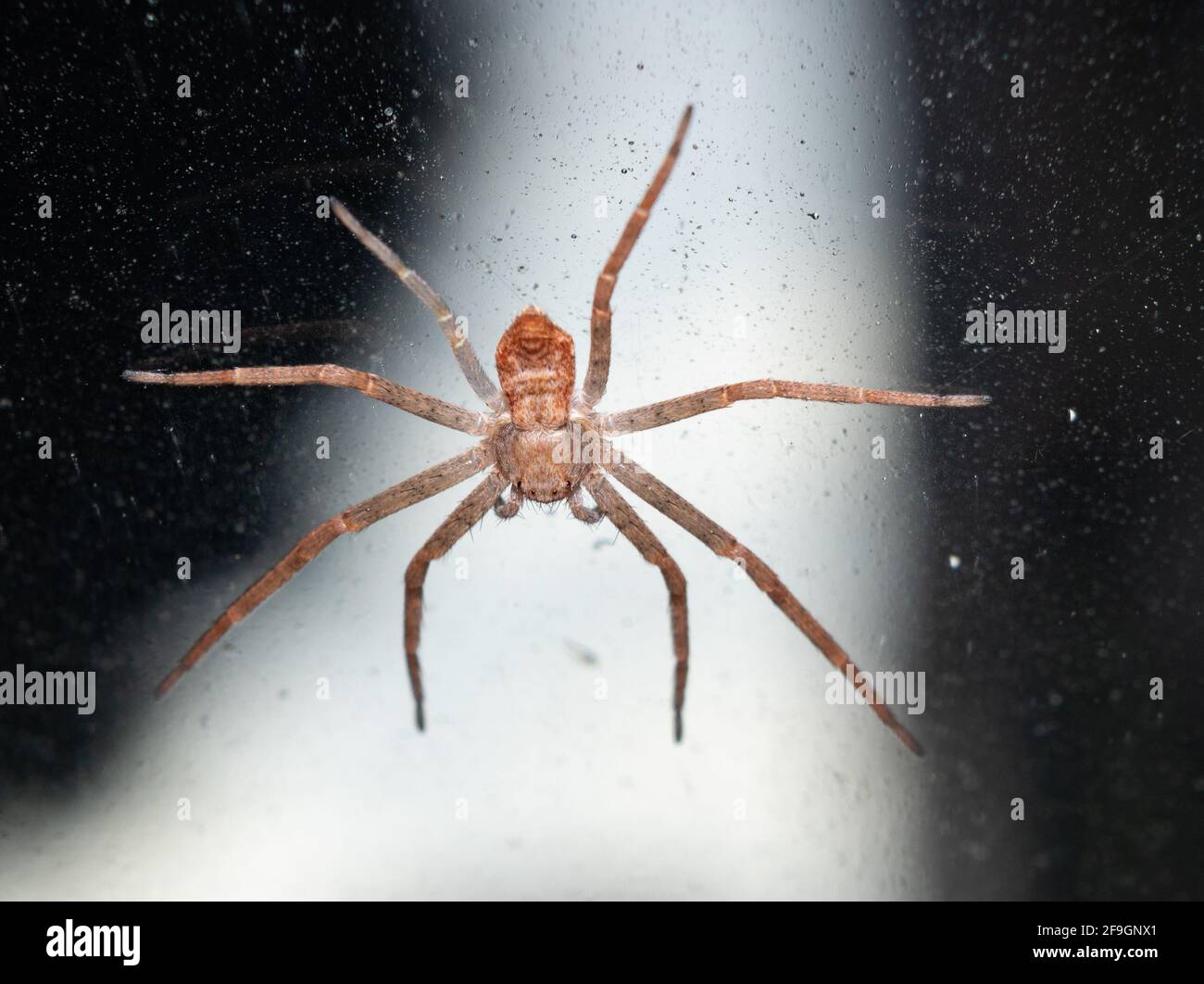 A macro of a very small brown spider on transparent glass Stock Photo ...