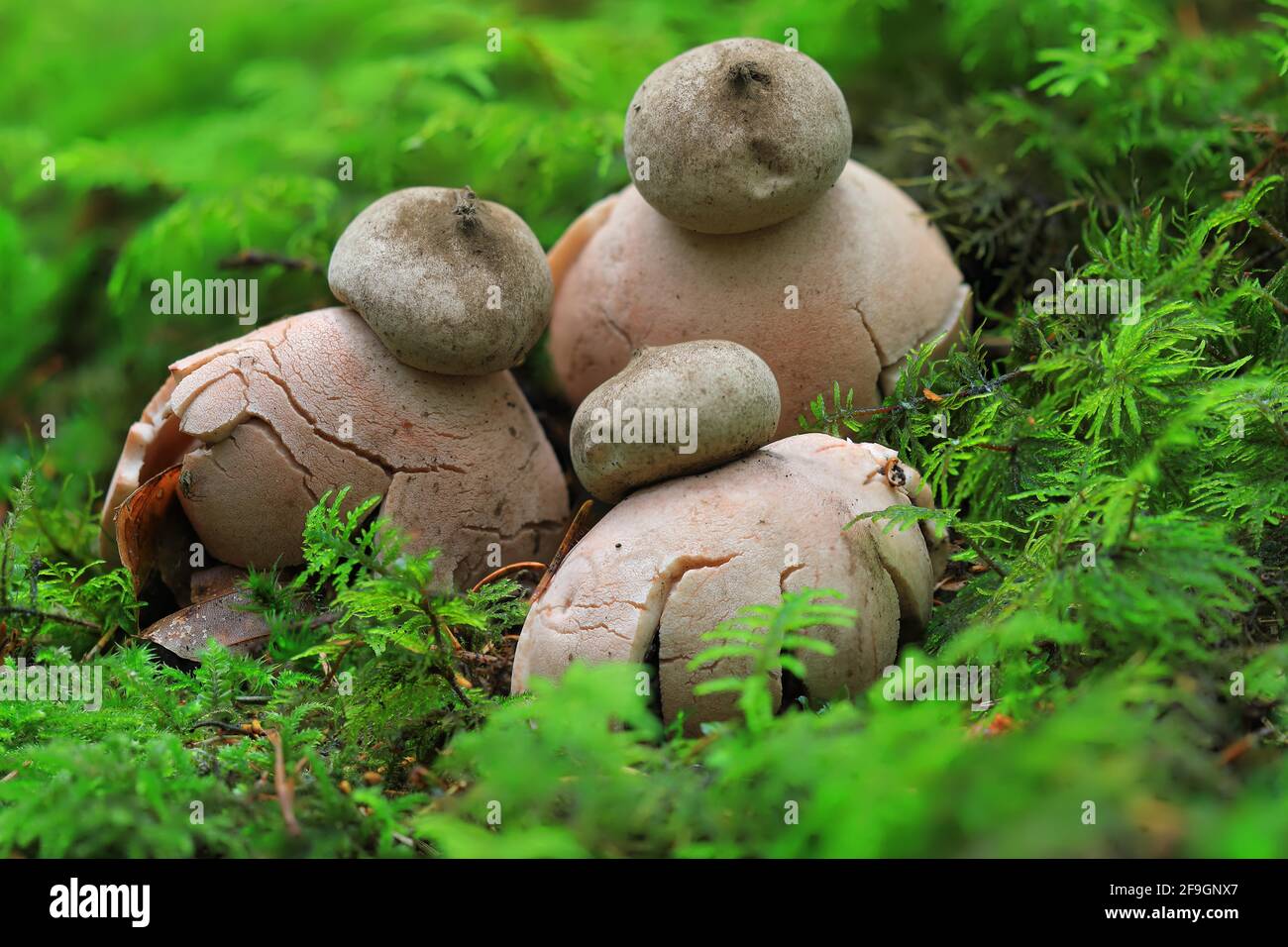 Red earth star (Geastrum), group of mushrooms in moss, Upper Danube ...