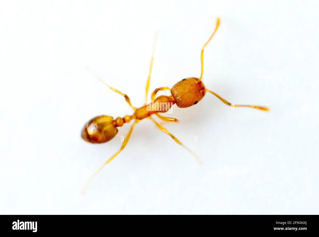 Pharaoh ant Cut Out Stock Images & Pictures - Alamy