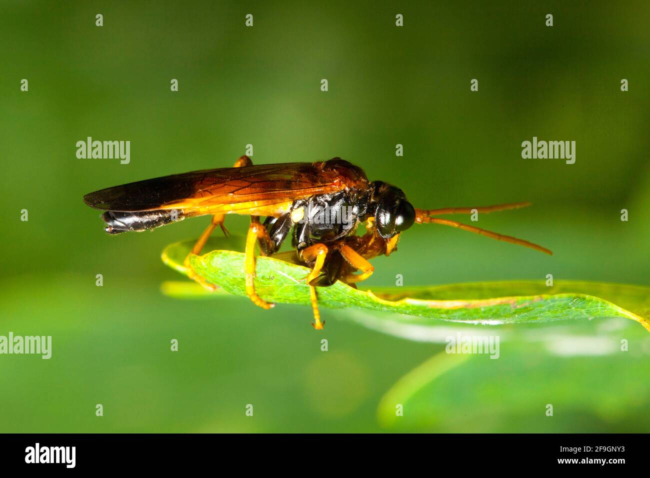 Ichneumon fly with prey (Cosmoconus nigriventris), lateral, Hamburg ...