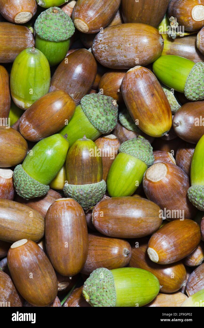 English oak, acorn, acorns, oak, summer oak (Quercus robur Stock Photo ...